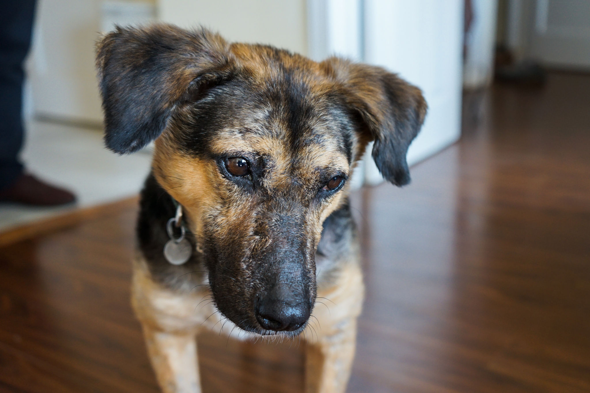 A LETTER TO ALL DOG LOVERS FEAT. SAVE OUR SCRUFF | BREE WASYLENKO